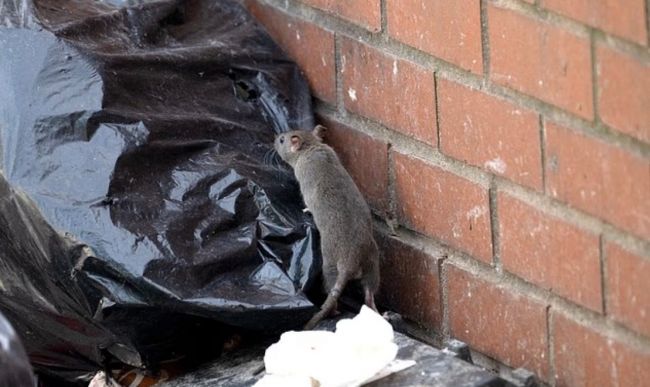 В Сомали такого нет: Крысы и кучи гниющего мусора заполонили улицы Бирмингема — DM — EADaily, 13 ...
